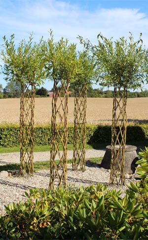 L’Osier – Le petit jardinier