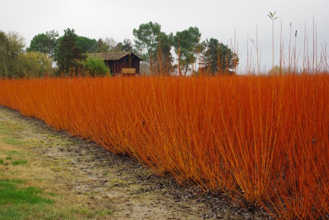 L’Osier – Le petit jardinier