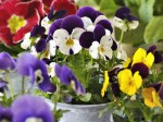 La Pensée (Viola) – Le petit jardinier