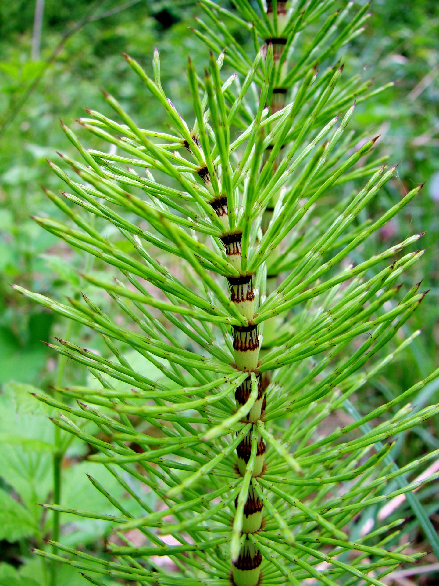 Prêle aquatique du Japon (Equisetum) – Le petit jardinier